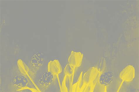 튤립 꽃과 부활절 달걀 휴일 배경 상단 보기 플랫 레이 2021년 올해의 옐로우 와 얼티밋 그레이 컬러를 일루미네이션 0명에 대한 스톡 사진 및 기타 이미지 Istock