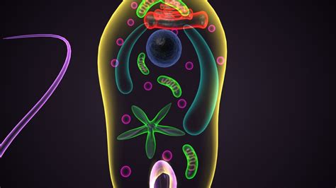 Euglena Cell With Eye 3d Model Cgtrader