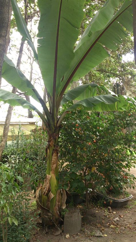 La historia de las plantas La historia del banano y Plátano