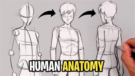 How To Draw Human Body The Basics Sketch Tutorial Youtube