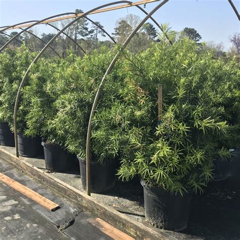 Podocarpus Macrophyllus Johnson Nursery
