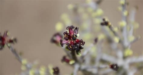 Pittosporum Obcordatum • Pukerau Nursery