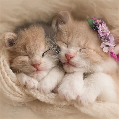 El Vídeo Y Las Fotos Más Adorables De Gatitos Que Verás Hoy