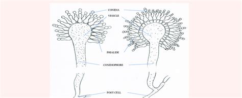 Aspergillus Conidiophores Labeled