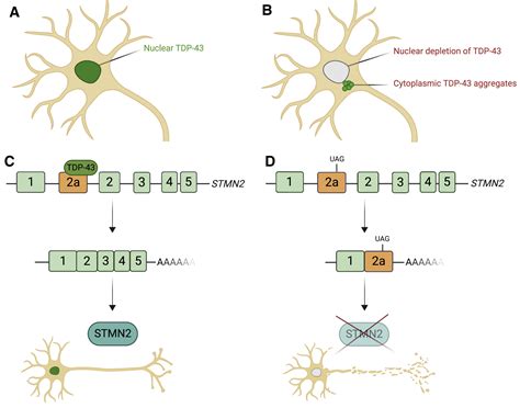 Als Genetics Gains Losses And Implications For Future Therapies Neuron