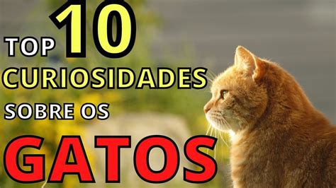 Curiosidades Sobre Gatos Top Curiosidades Sobre Gatos Gatos Fofos Gatinhos
