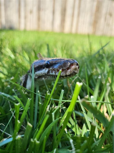 My Ball Python Tie Rballpython