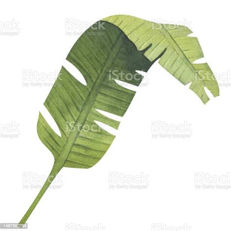 Tanaman Dedaunan Botani Tropis Yang Realistis Set Daun Pisang Hijau