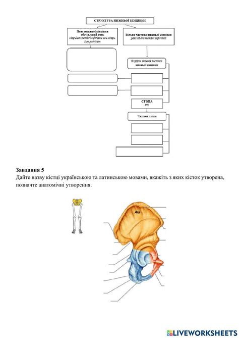 Скелет верхньої та нижньої кінцівок 1478758 Yuliia