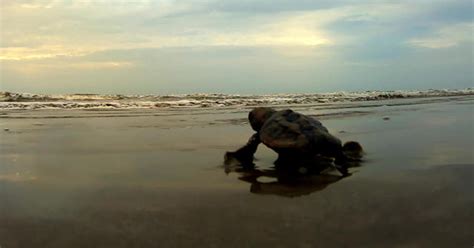 Nature Sea Turtle Hatchlings Cbs News