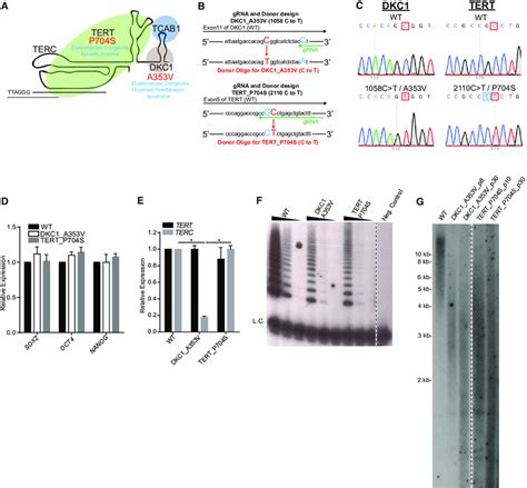 Generation Of Isogenic Hescs Harboring Dc Associated Mutations A