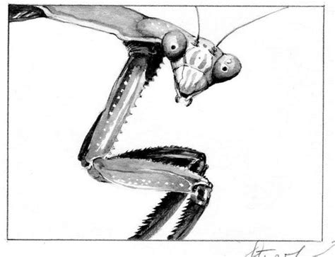 Praying Mantis Drawing