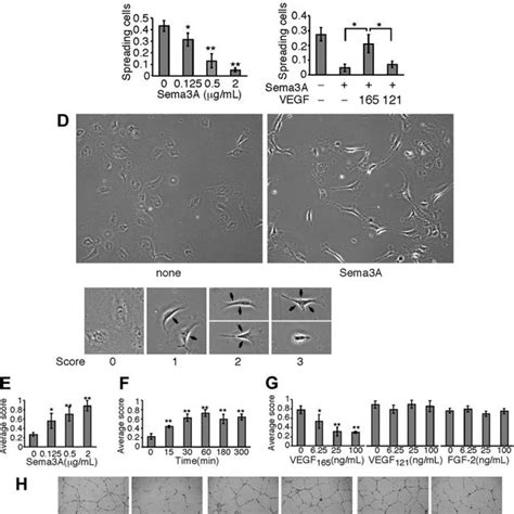 Inhibition Of Endothelial Cell Adhesion Survival And Proliferation By