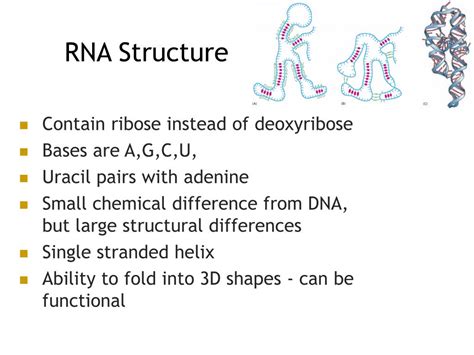 Ppt Transcription In Prokaryotes Powerpoint Presentation Free