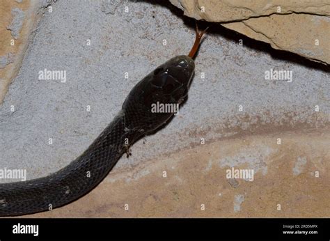 Black Rat Snake Pantherophis Obsoletus Flicking Tongue While Climbing