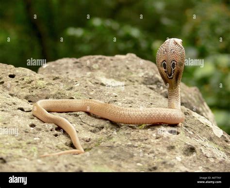 Back Of Spectacled Cobra Naja Naja Venomous Common Juvenile