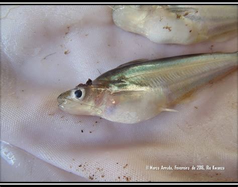 Natureza Recursos Hidricos E Peixes De Portugal Schilbe Sp Bagres Pequenos Do Rio Kwanza