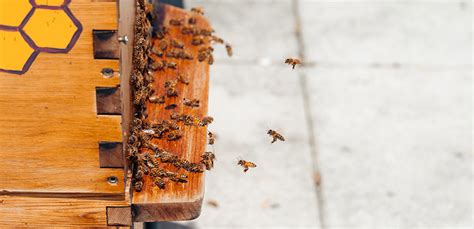 Apiary On Lauriers Brantford Campus Helps With Sustaina Bee Lity
