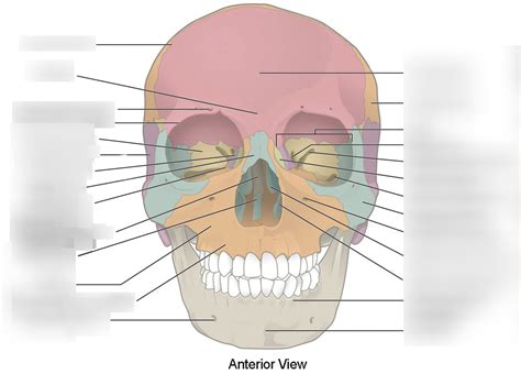 Anatomy And Physiology Anterior View Of The Skull Diagram Quizlet