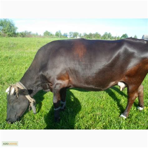 Продам корову купити корову — Agro Ukraine