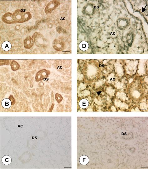 Sections Of Rat Submandibular Glands A And D Sublingual Gland C And