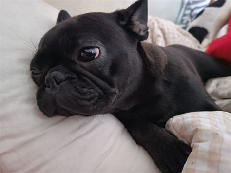 프렌치불독 춘장이여아 분양합니다 유기견 무료분양 And 강아지 고양이 입양 사이트 유기견보호센터