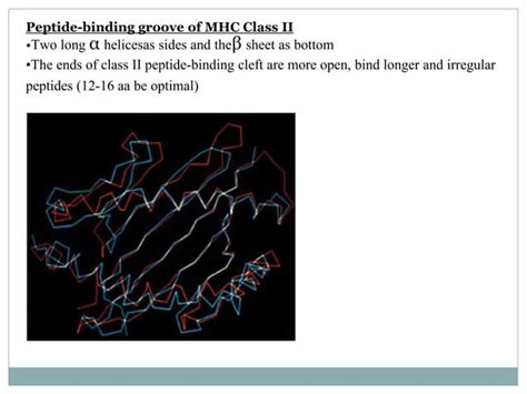 Mhc Major Histocompatibility Complex Pptx Genetics Science