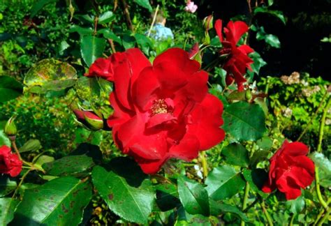 Rose Leaves Turning Yellow 10 Causes And Its Remedies School Of Garden