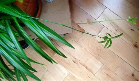 10 Ways To Keep Plants Watered On Vacation Nerdy Living
