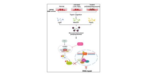 Phosphoproteomic Analysis Defines Babam1 As Mtorc2 Downstream Effector