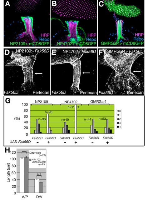 Rescue Of Optic Stalk Defects In Fak56d Mutants By Sg Cellspecific