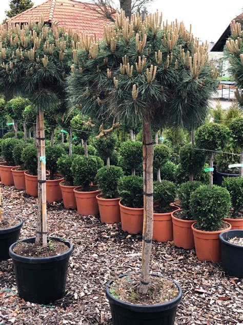 Modra Preobjeda Je Trajnice Golob Klančič Vrtnarija Facebook