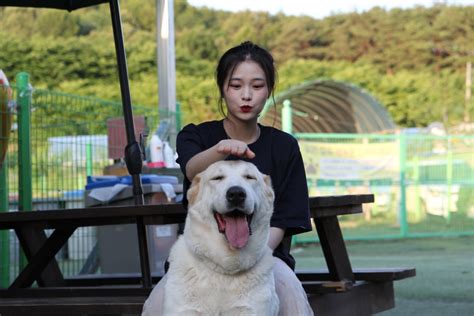 중앙아시아셰퍼드 미들아시아오브차카 팀바바크 네이버 블로그
