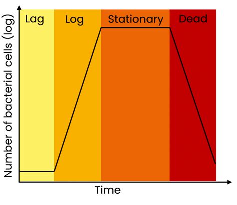 What Is Bacterial Growth Curve Explain At Stephen Jamerson Blog