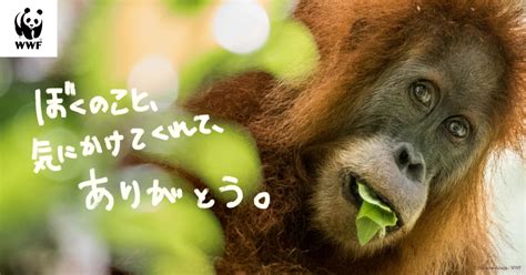 オランウータンから気にかけてくれるあなたにお願いです。｜wwfジャパン
