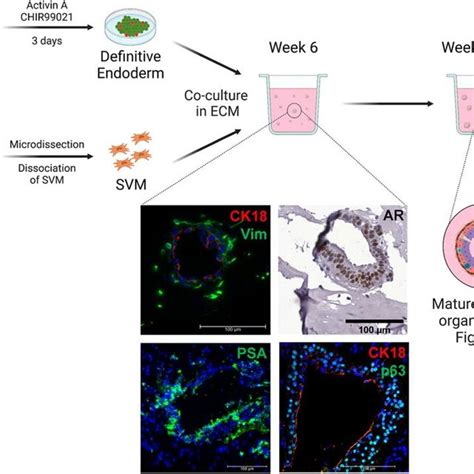 Prostate Organoids Generated From Ipscs Using Svm Definitive Endoderm Download Scientific