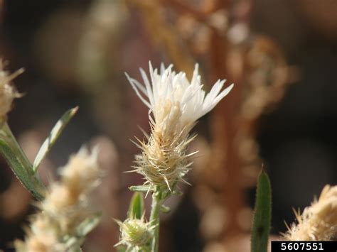 Diffuse Knapweed Centaurea Diffusa Lam Diffuse Knapweed Centaurea Diffusa Lam