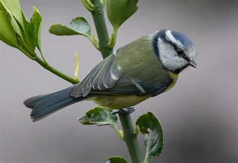 Mésange Bleue Eurasienne Oiseau Photo gratuite sur Pixabay