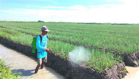 Demplot Tanaman Bawang Merah Di Cirebon Dgw Fertilizer