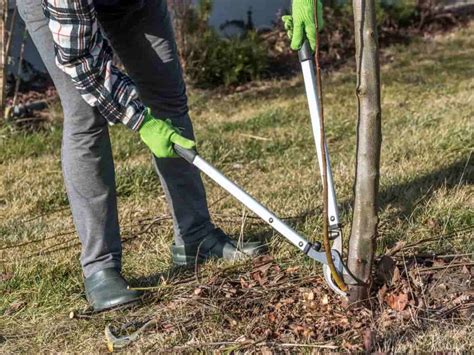 How To Prune A Peach Tree Minneopa Orchards