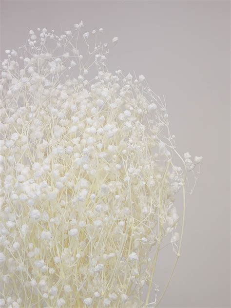 Гіпсофіла стабілізована вибілена біла купити за ціною 499 грн • Dfb Elements Україна