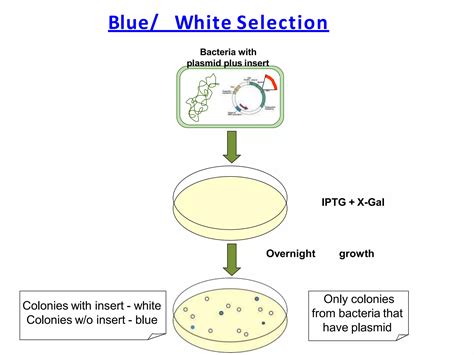 Cloning Vector Pptx Genetics Science