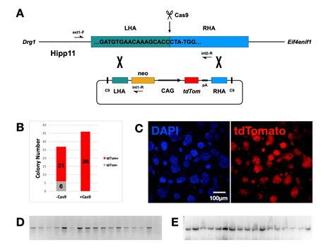 Development Of A Method For The In Vivo Generation Of Allogeneic Hearts In Chimeric Mouse Embryos