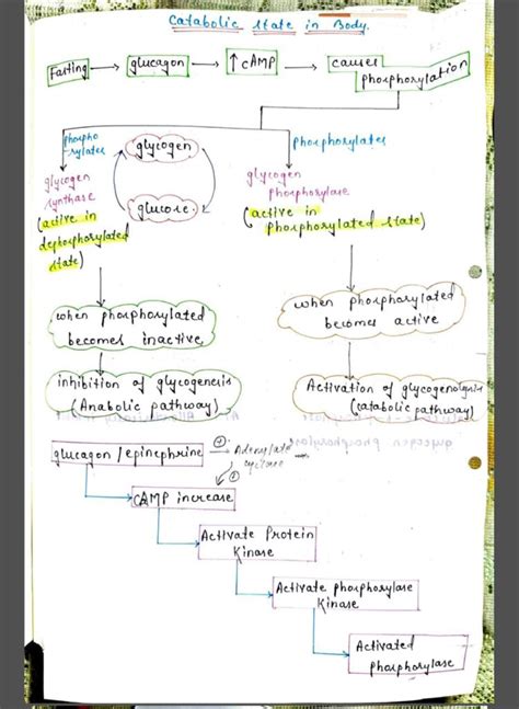 Glycogen Metabolism Notes PDF Best Handwritten Notes For MBBS NEET