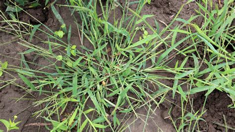 Crabgrass Get Rid Of This Weed For Good Epic Gardening
