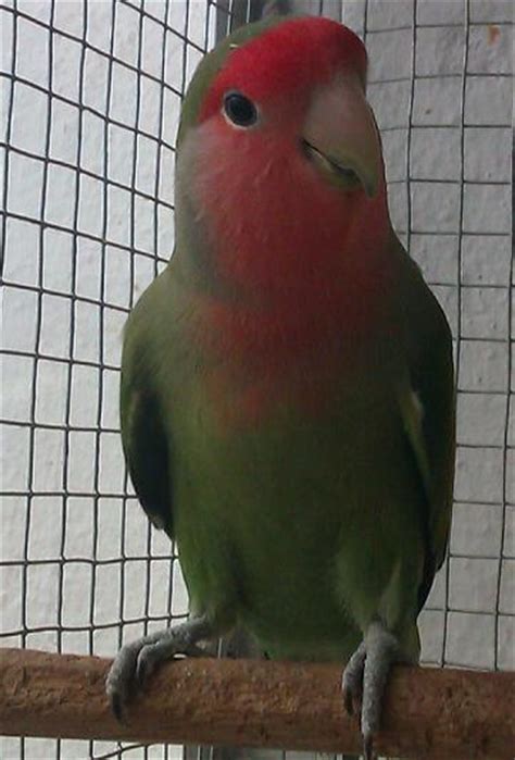 Agapornis O Pájaros Del Amor