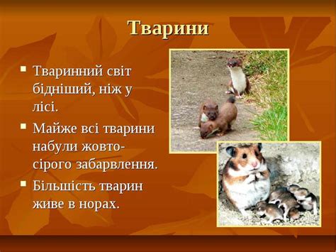 степ презентація з природознавства