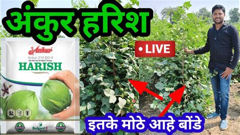 अंकुर हरीश कपाशी मोठे बोंडे पाहा स्वतः मोजले इतके बोंडे Ankur