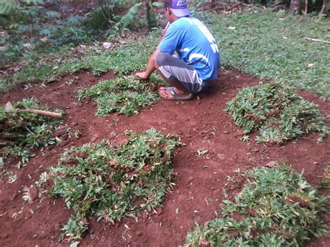 Bibit Rumput Gajah Mini ~ Arya Flower Landscape