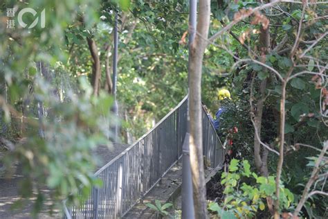 北角天后廟道野豬卡欄杆受傷 一地鮮血 Lihkg 討論區